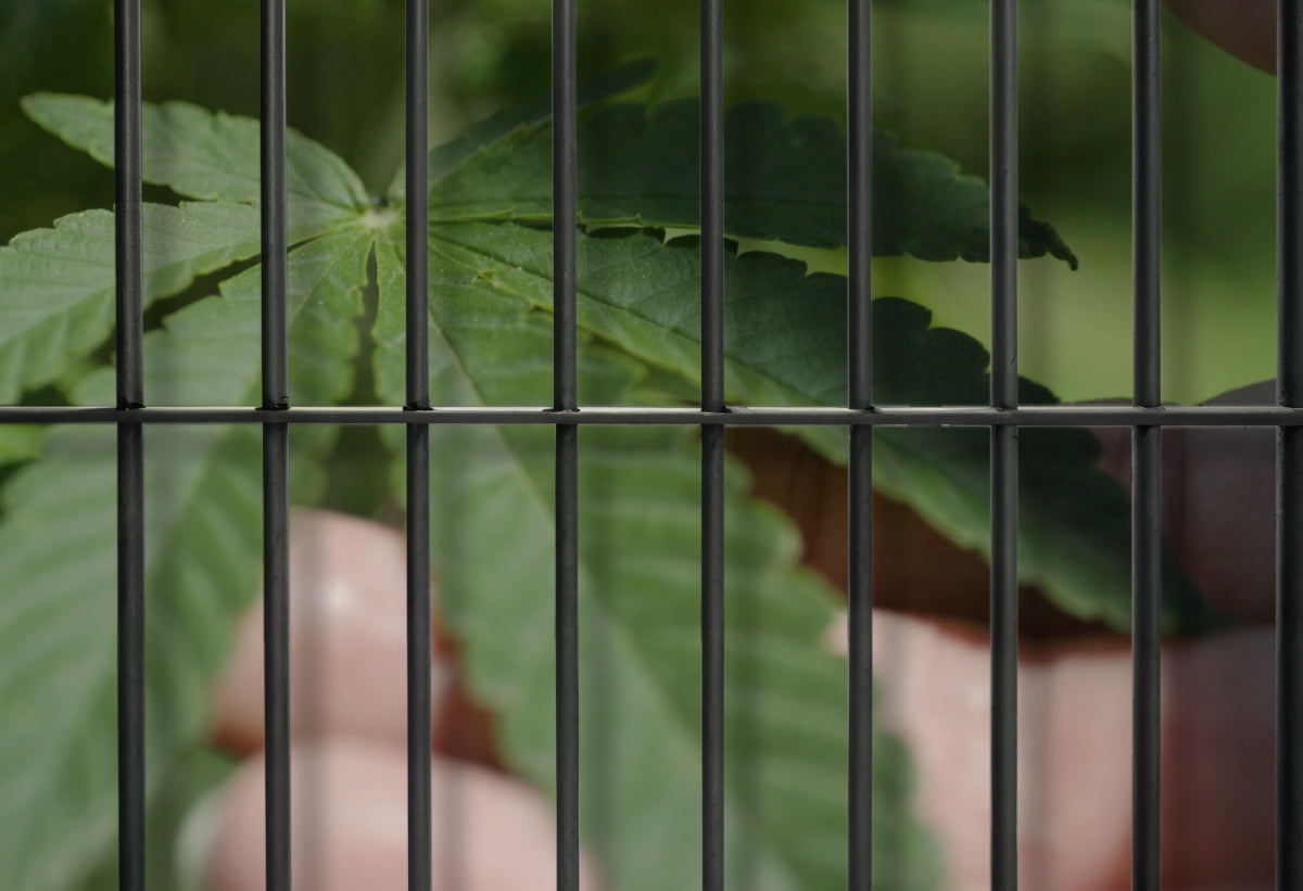 Federal Hemp Ban: How It Affects You and the Future of Hemp